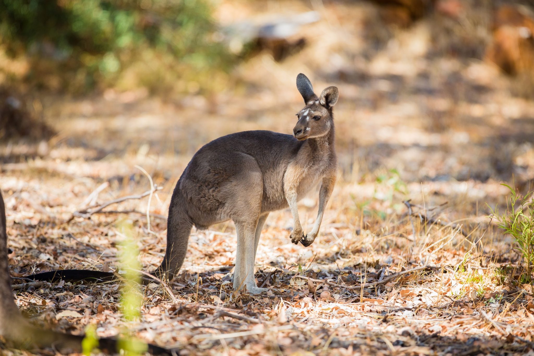 Cool Things to Do in the Australian Outback